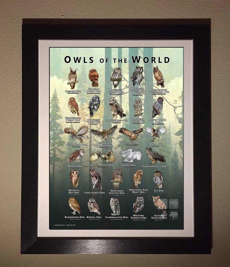 Owls of the World Art Print / Field Guide - SIGNED BY ARTIST - Etsy