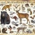 Birds of Prey of the United States Poster/field Guide - Etsy Canada