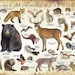 Mammals of Arizona Poster Print / Arizona Mammals Field Guide / Animals ...