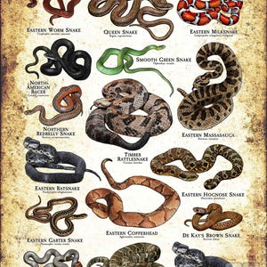 Snakes of Pennsylvania Poster Print/field Guide - SIGNED BY ARTIST! - Etsy