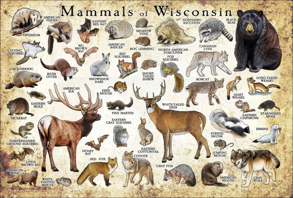Wisconsin Forest Animals