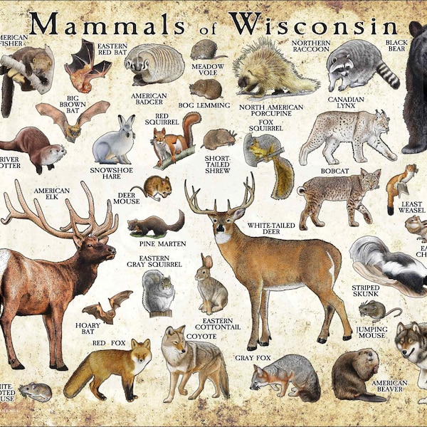 Wisconsin Poster - Etsy