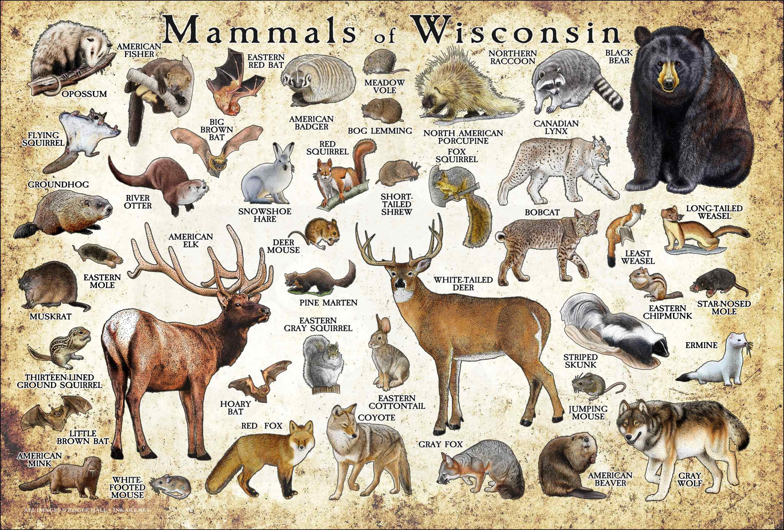 Wisconsin Mammals Poster Print: Field Guide Art - Signed - Etsy