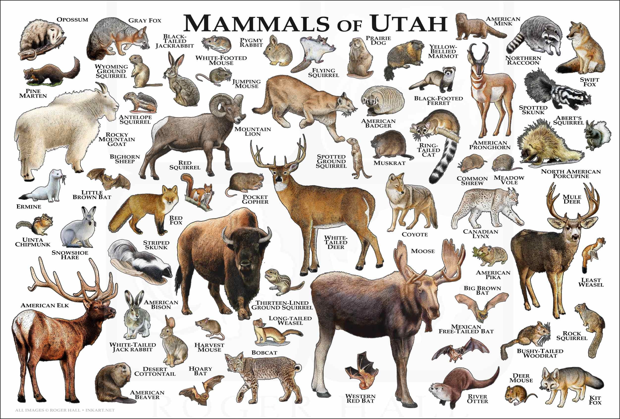Mammals of Utah Poster Print / Utah Mammals Field Guide / - Etsy