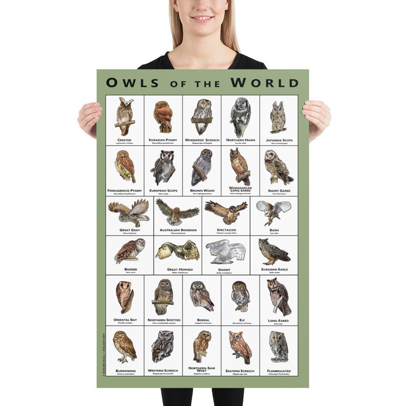 Owls of the World Art Print / Field Guide | Etsy