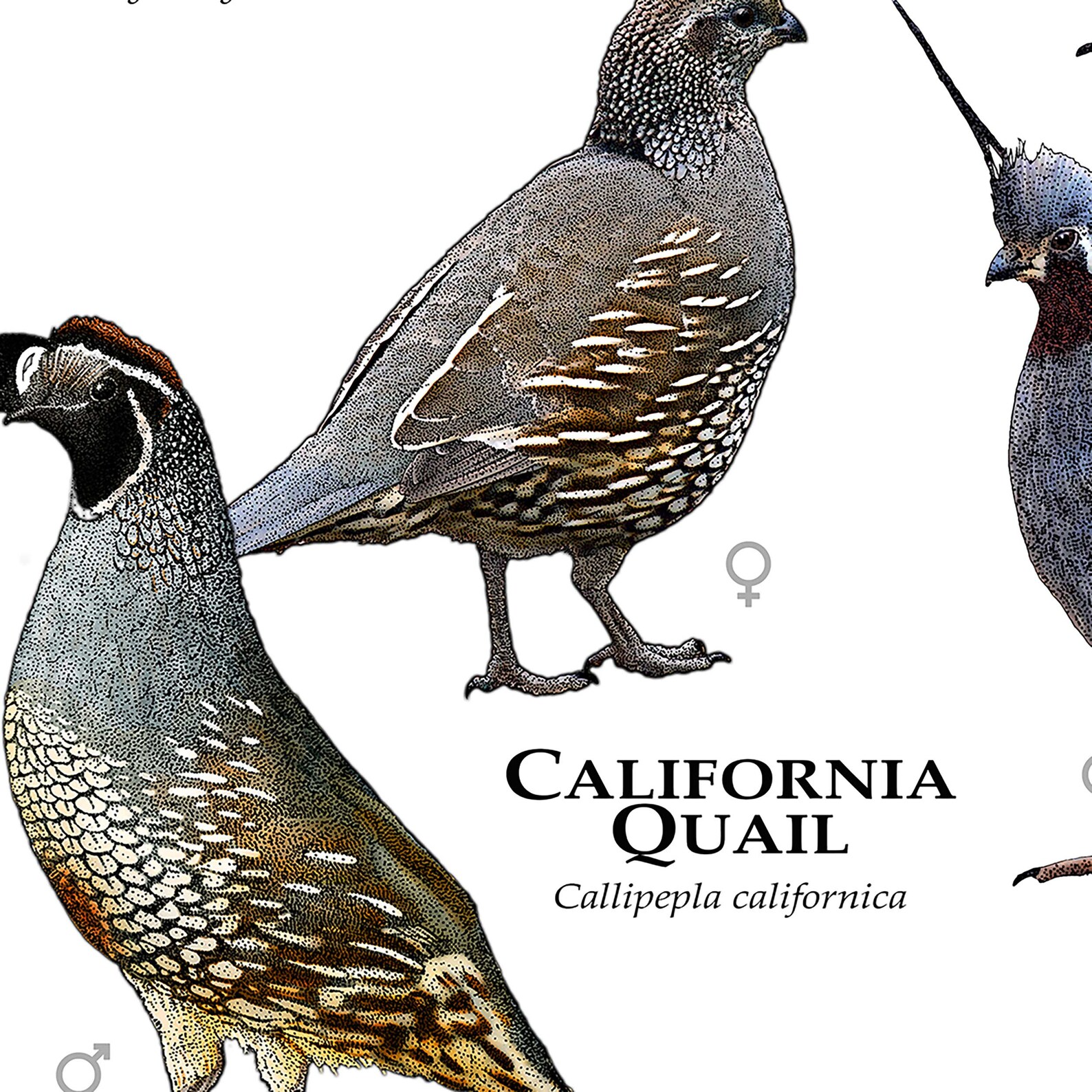 Quail of the United States Poster Print/field Guide - SIGNED BY ARTIST ...