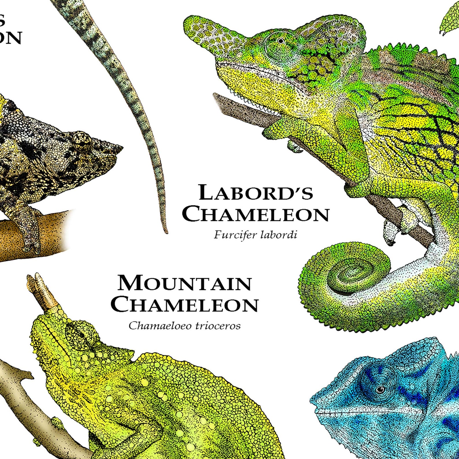 Chameleons on the World Poster Print - Etsy