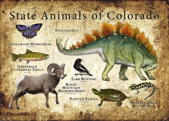 Colorado State Animal Name