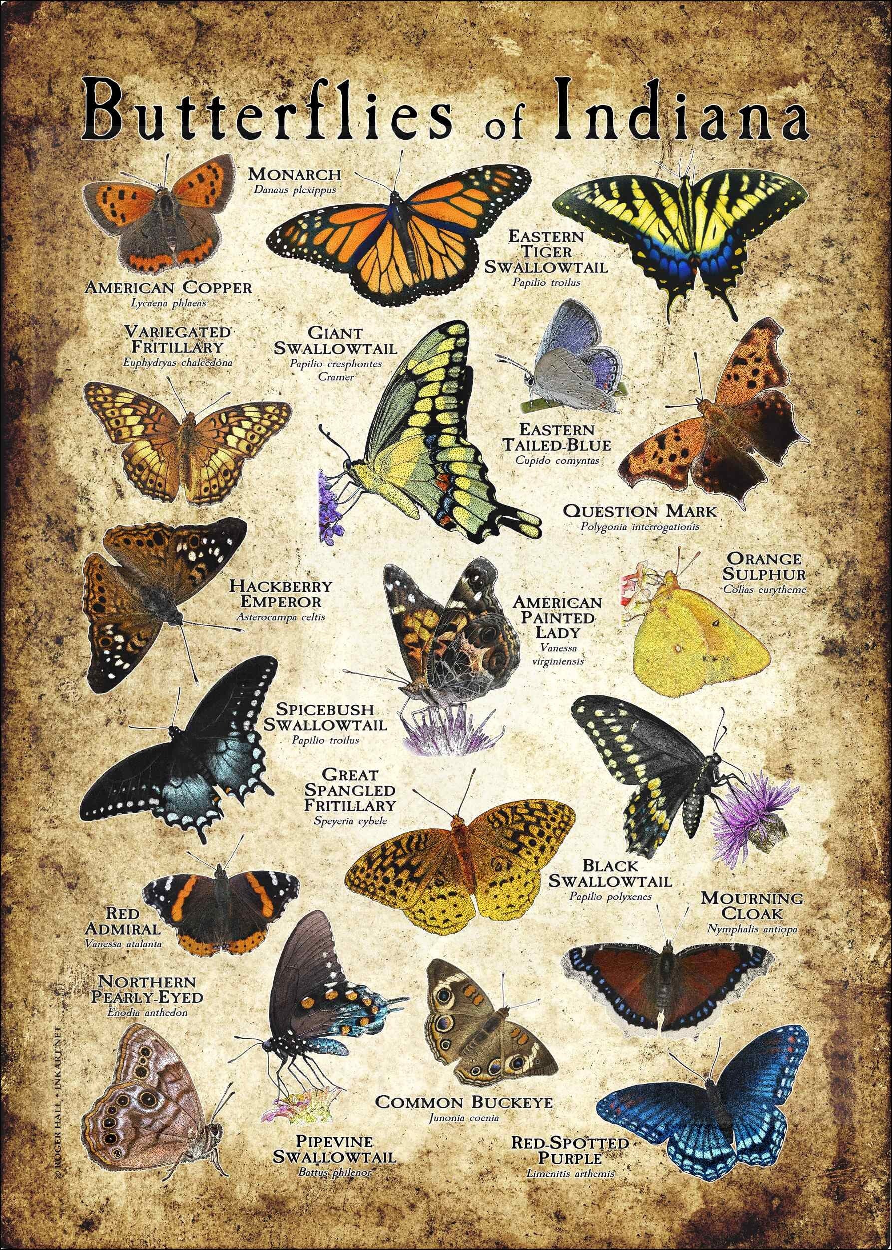 Butterfly Identification Chart For Indiana Butterflies Of Britain And