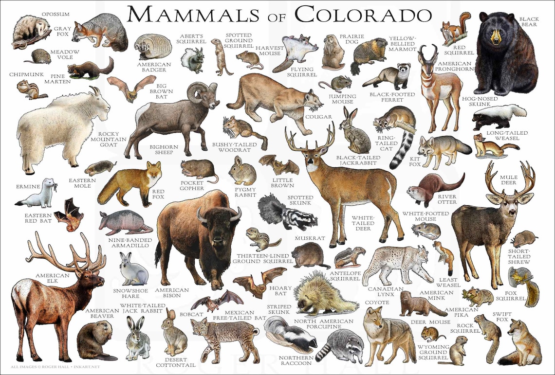 Mammals of Colorado Poster Print / Colorado Mammals Field - Etsy
