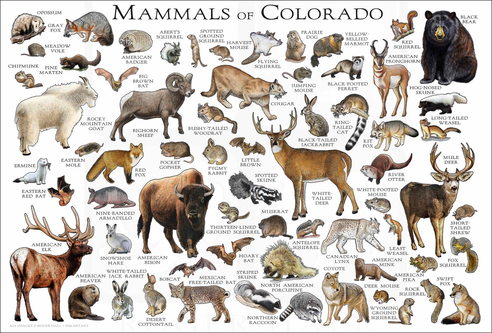 Mammals of Colorado Poster Print / Colorado Mammals Field - Etsy