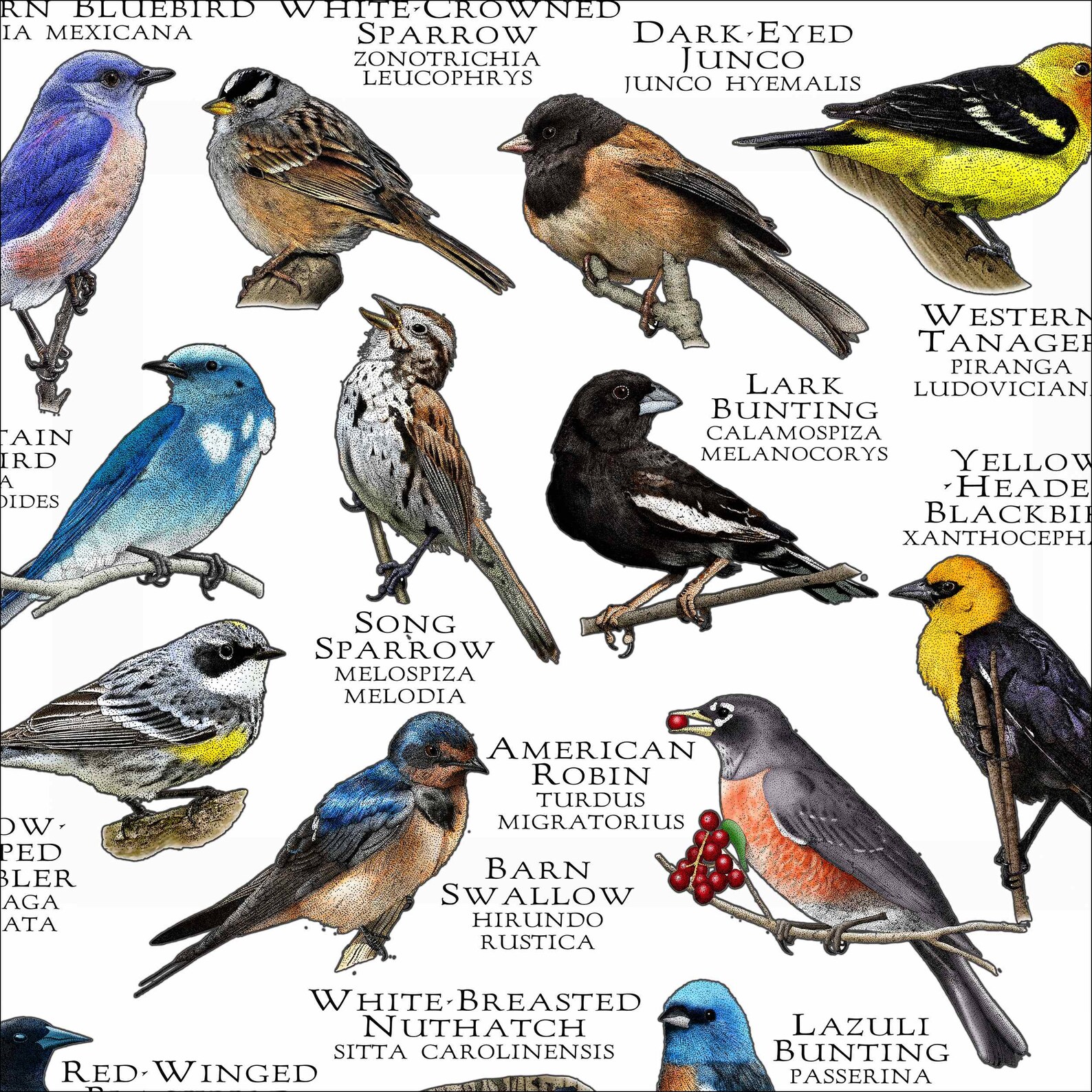 Songbirds of Colorado Poster Print/field Guide - SIGNED BY ARTIST! - Etsy