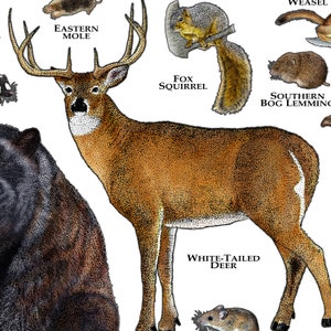 Tennessee Mammals Poster Print: Wildlife Field Guide - Etsy