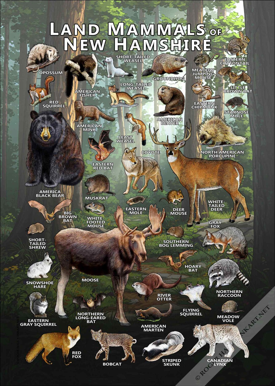 New Hampshire Mammals Poster Print: Signed Wildlife Art Field Guide - Etsy