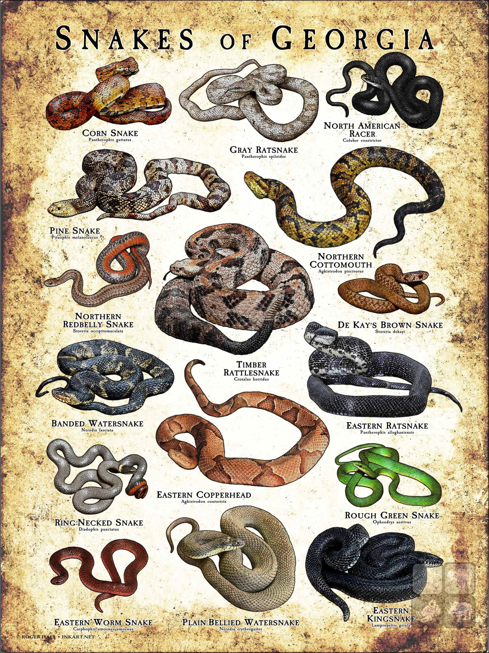 Snakes of Georgia Poster Print/field Guide - SIGNED BY ARTIST - Etsy