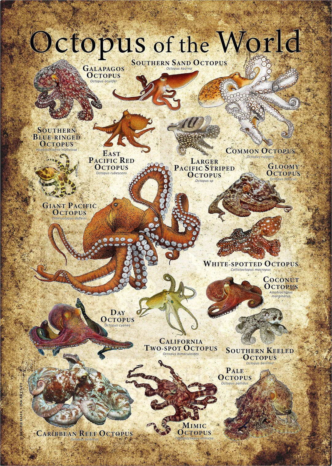 Common Octopus Diagram