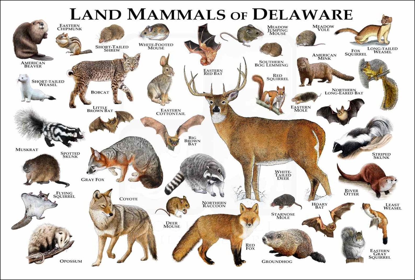 Mammals of Delaware Poster Print / Delaware Mammals Field | Etsy