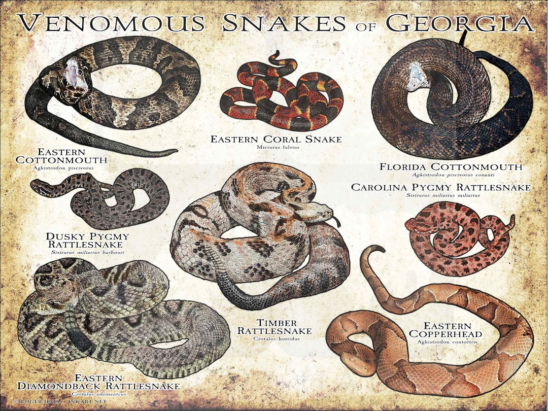 Venomous Snakes of Georgia Art Print / Field Guide - Etsy
