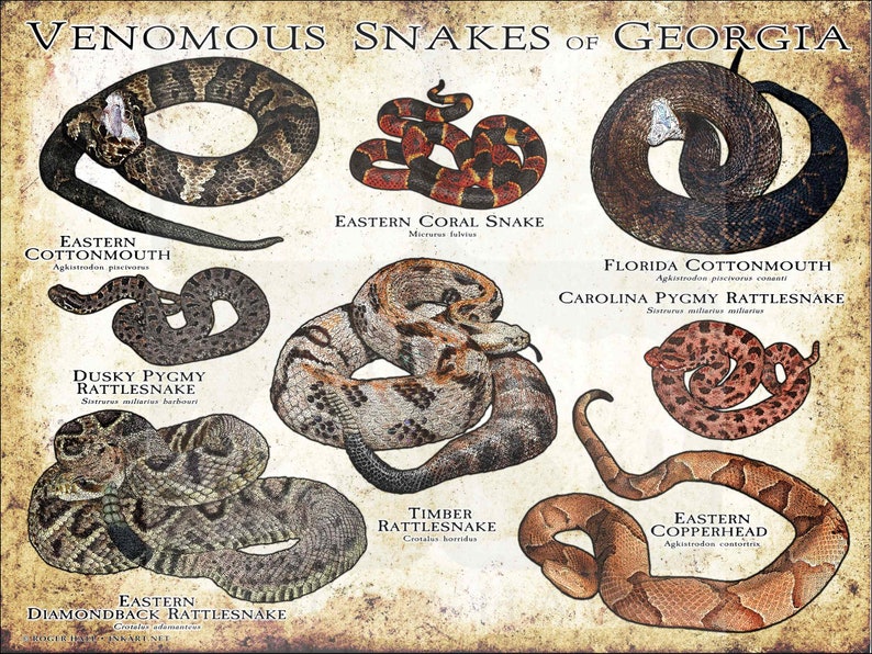 Venomous Snakes of Georgia Art Print / Field Guide - Etsy