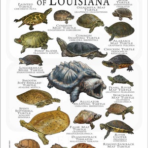 Freshwater Turtles of Louisiana Poster Print/field Guide - SIGNED BY ...