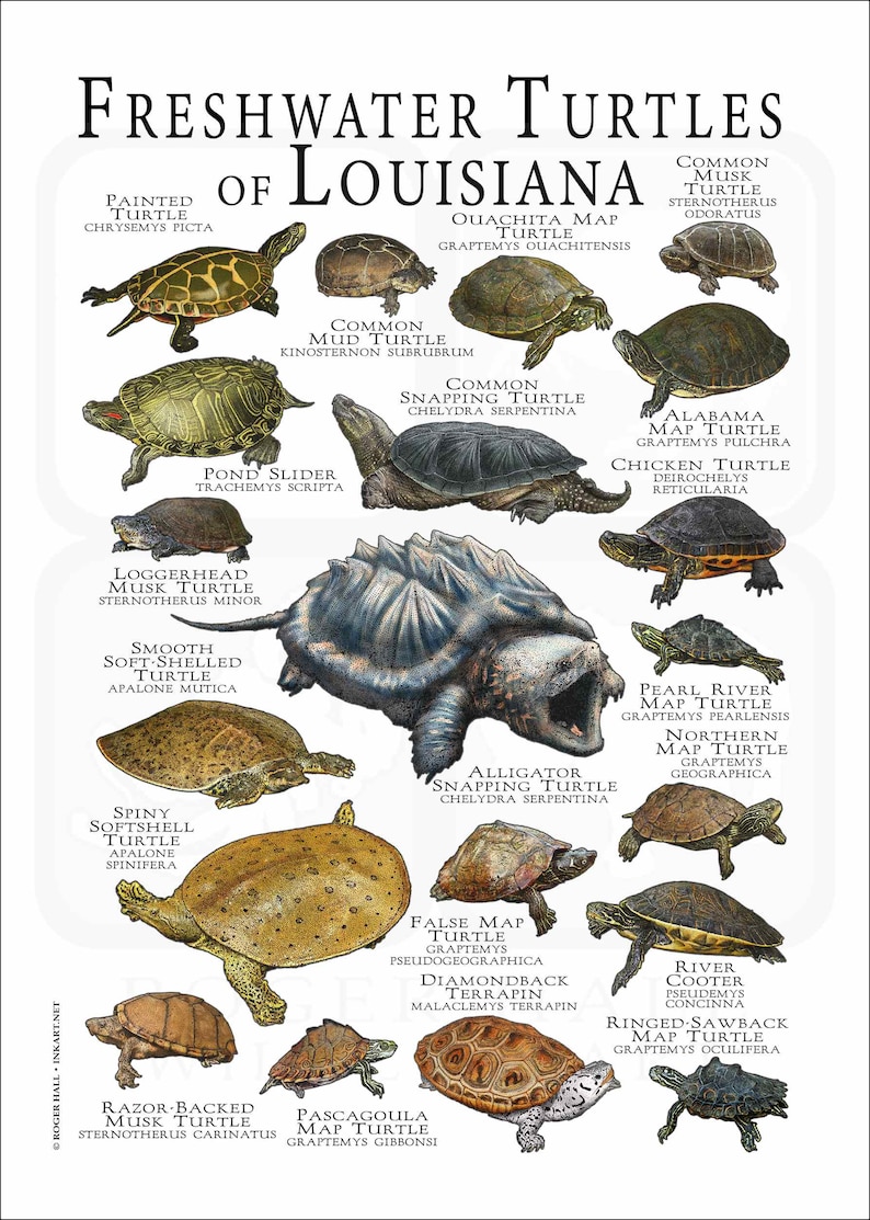 Freshwater Turtles of Louisiana Poster Print/field Guide - SIGNED BY ...