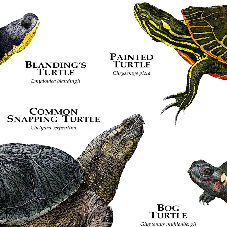 Freshwater Turtles of the Northeastern US Art Print / Field - Etsy