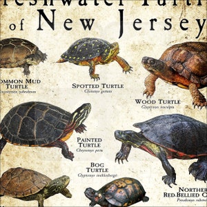 Freshwater Turtles of New Jersey Poster Print/field Guide - SIGNED BY ...
