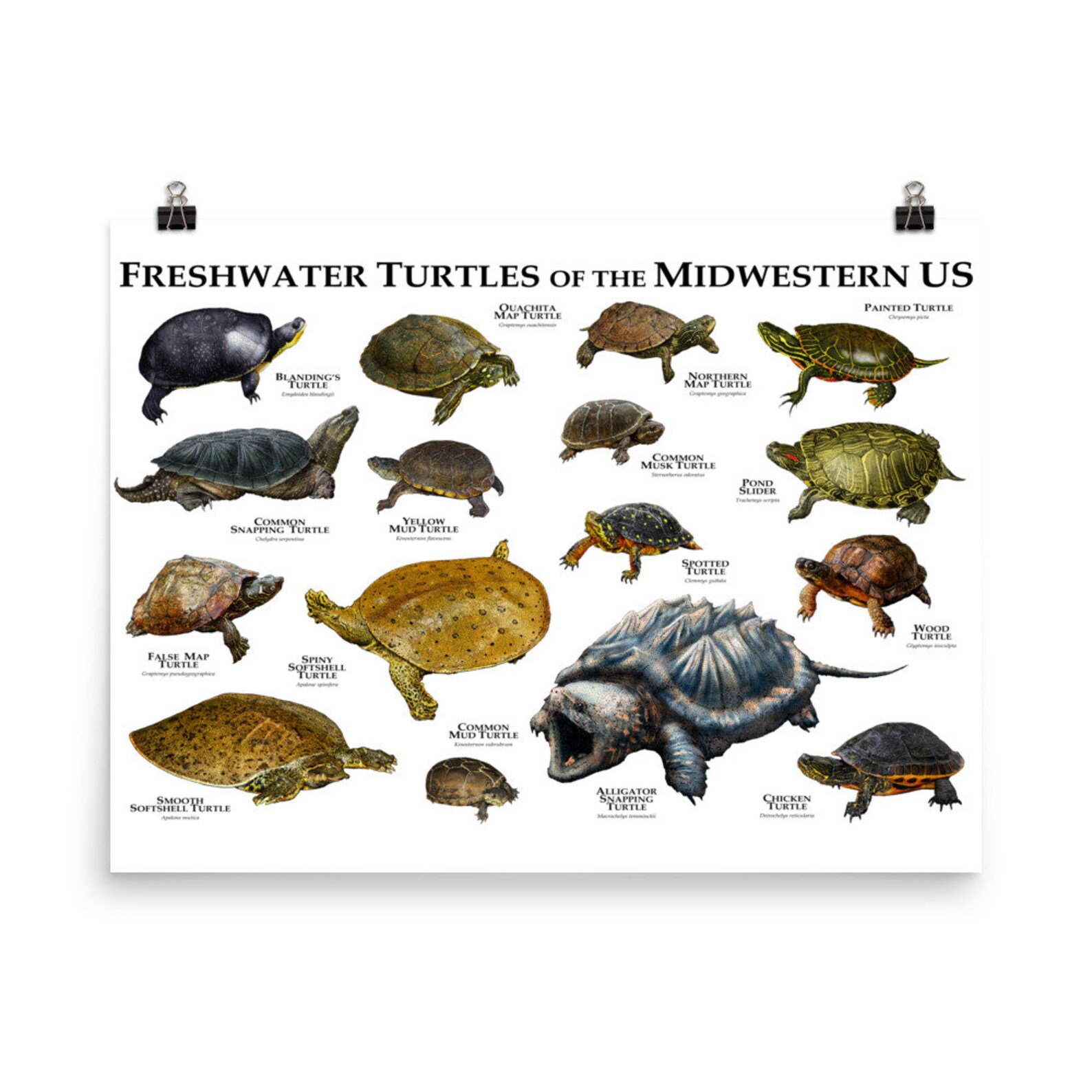 Freshwater Turtles of the Midwest Art Print / Field Guide - Etsy