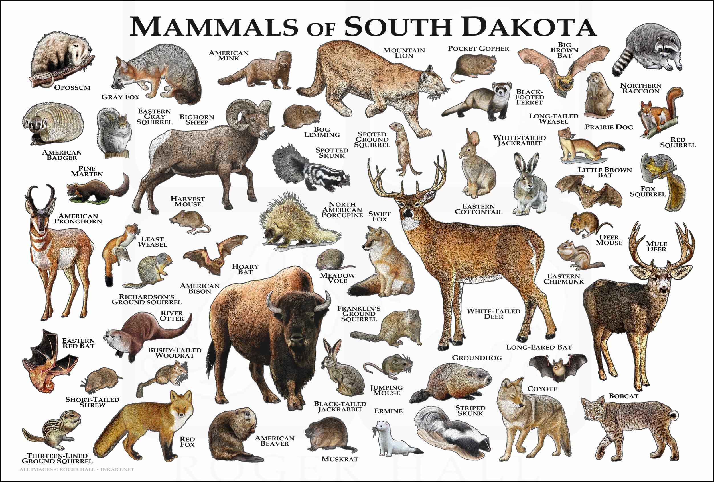 Mammals of South Dakota Poster Print / South Dakota Mammals - Etsy