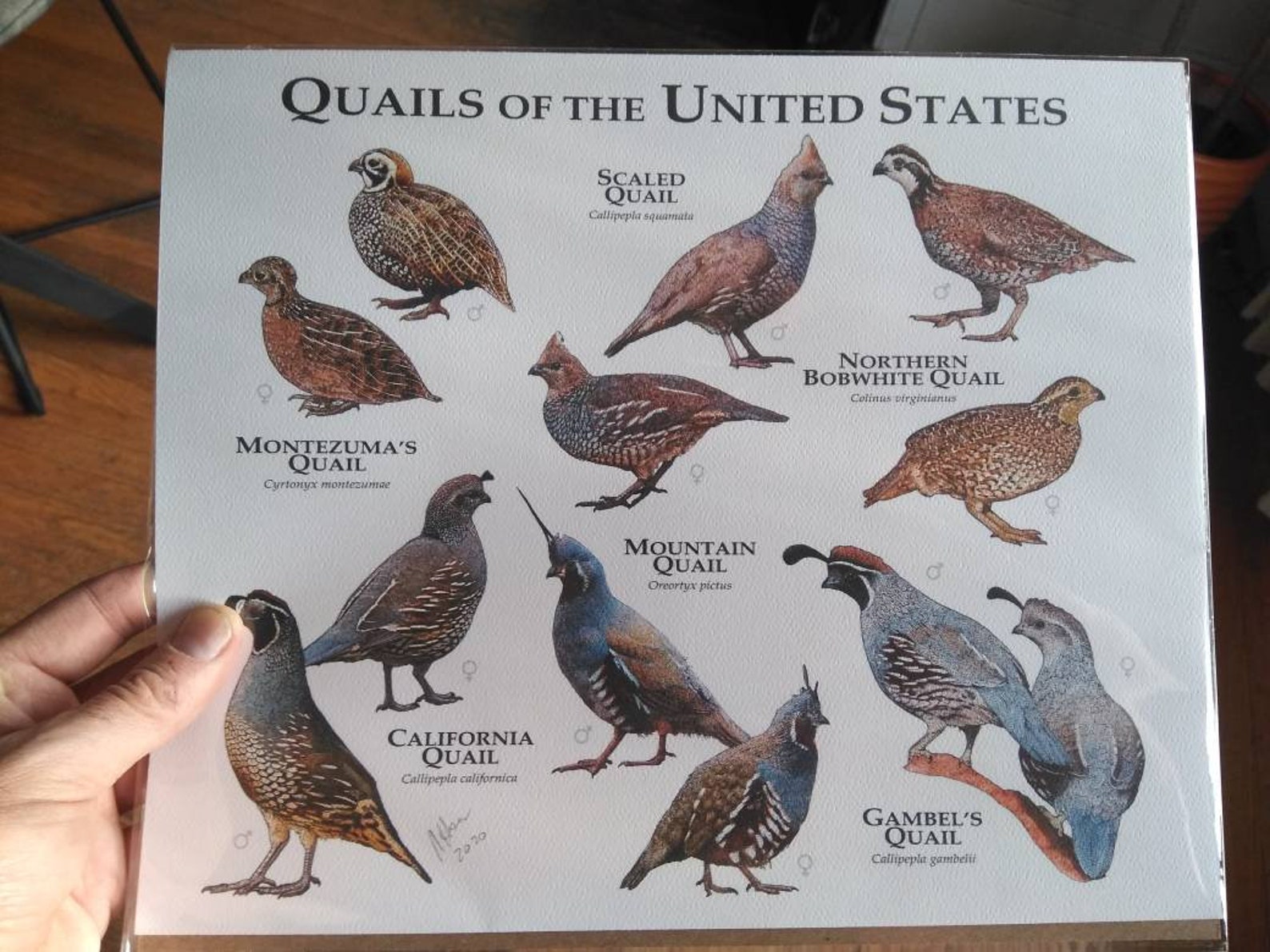 Quail of the United States Poster Print/field Guide - Etsy