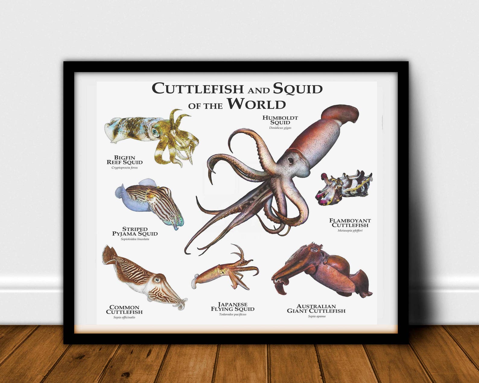 Cuttlefish and Squid of the World Poster Print - SIGNED BY ARTIST! - Etsy