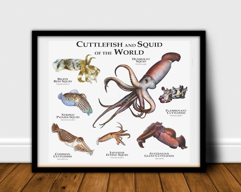 Cuttlefish and Squid of the World Poster Print - Etsy