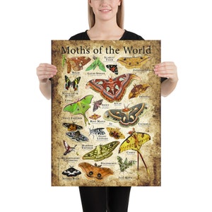 Moths of the World Poster Print - Etsy
