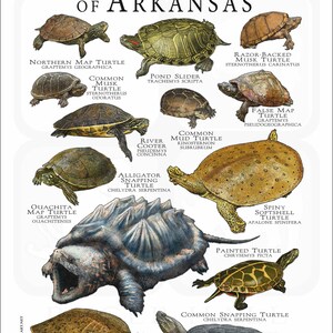 Freshwater Turtles of Arkansas Poster Print/field Guide - SIGNED BY ...