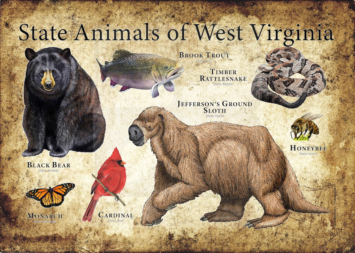 West Virginia State Animals - Etsy
