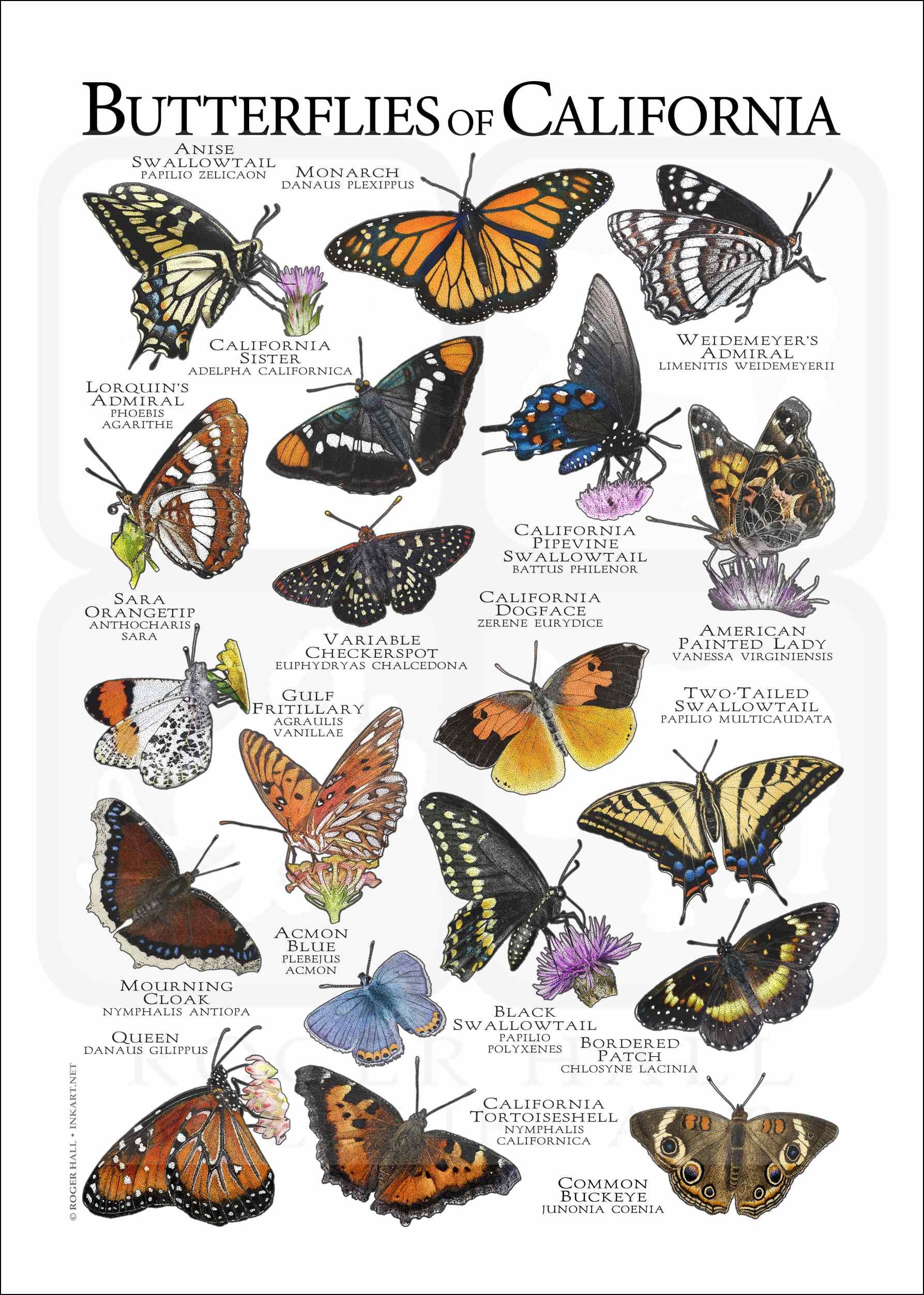 California Butterflies