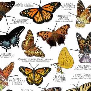 Butterflies of Texas Poster Print/field Guide - SIGNED BY ARTIST! - Etsy