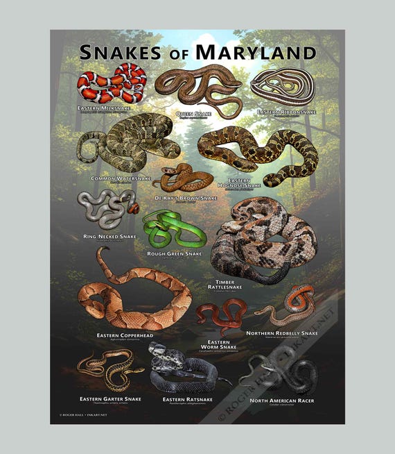 Common Garden Snakes In Maryland
