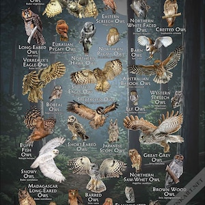 Owls of the World Poster Print - SIGNED BY ARTIST! - Etsy