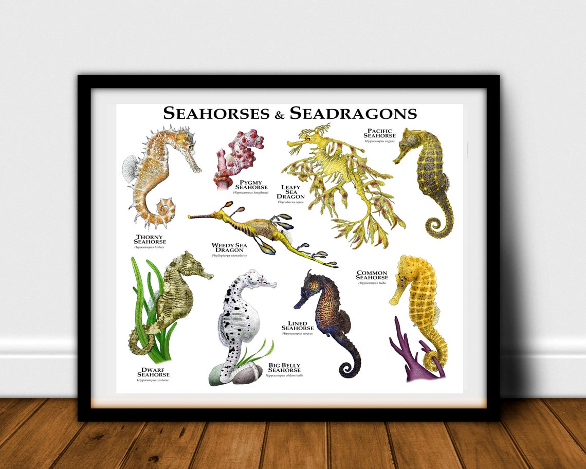 Seahorses of the World Poster Print - Etsy
