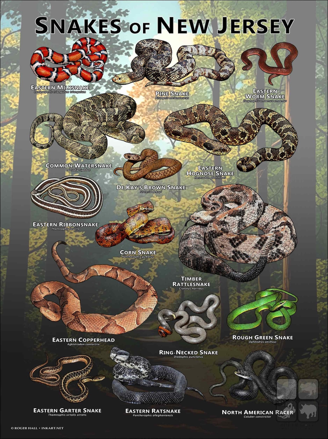Snakes of New Jersey Poster Print/field Guide - SIGNED BY ARTIST! - Etsy