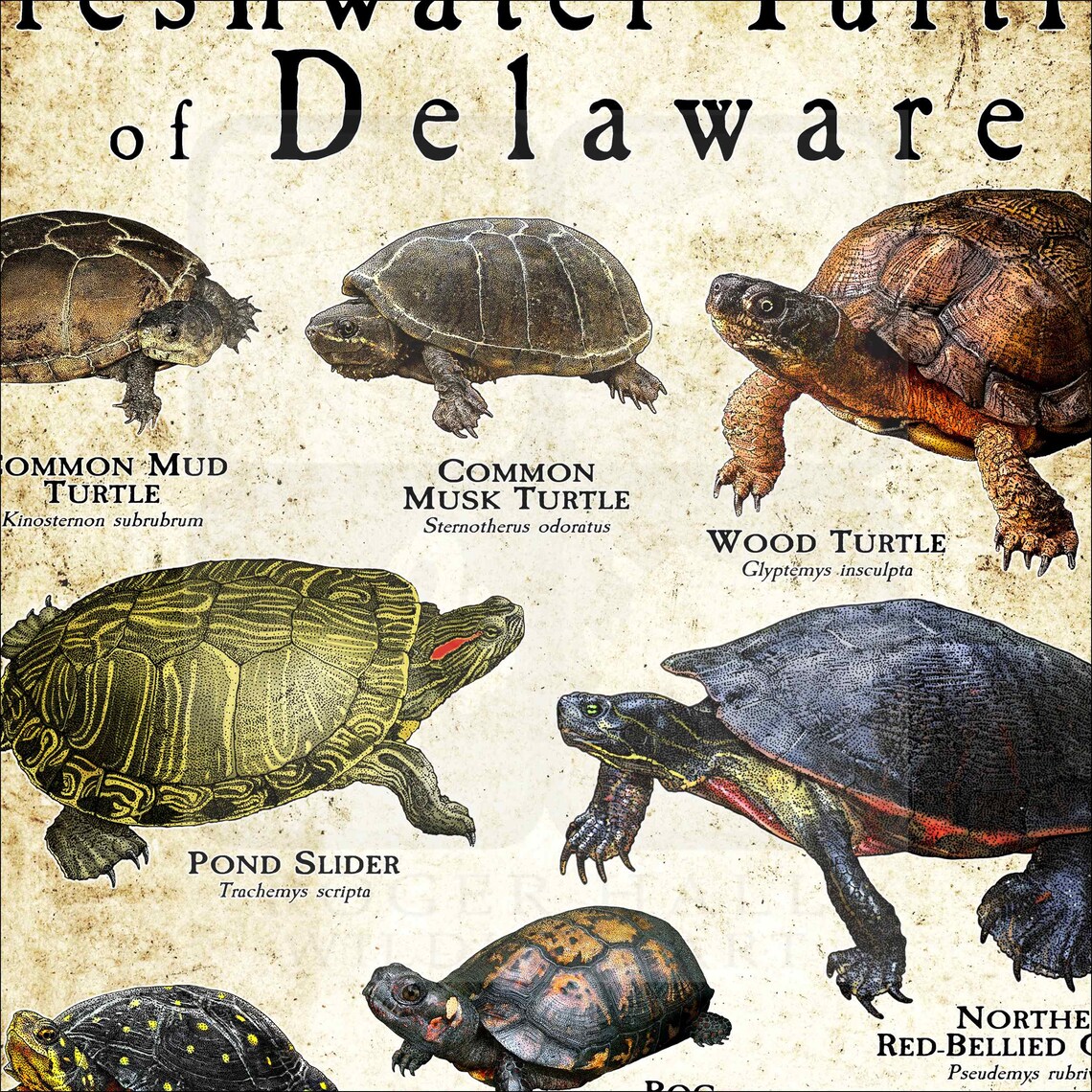 Freshwater Turtles of Delaware Poster Print Field Guide - Etsy