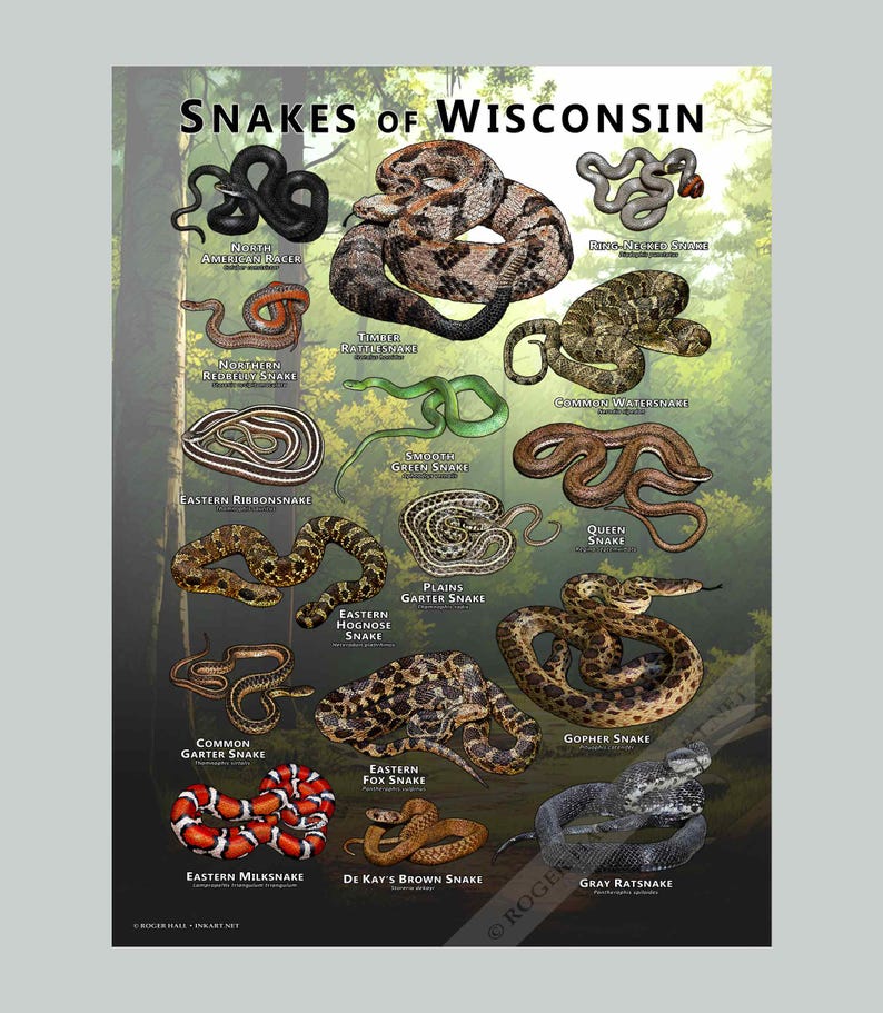 Snakes of Wisconsin Poster Print/field Guide - SIGNED BY ARTIST! - Etsy