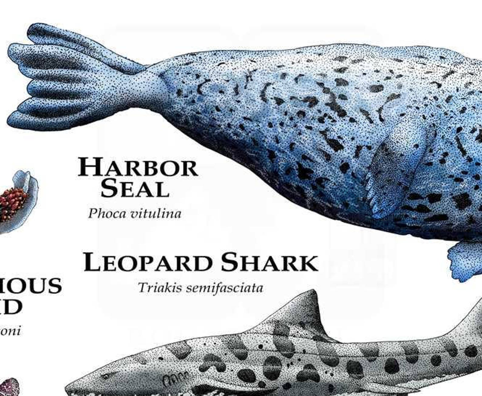 Marine Animals of Monterey Bay Poster Print | Etsy India