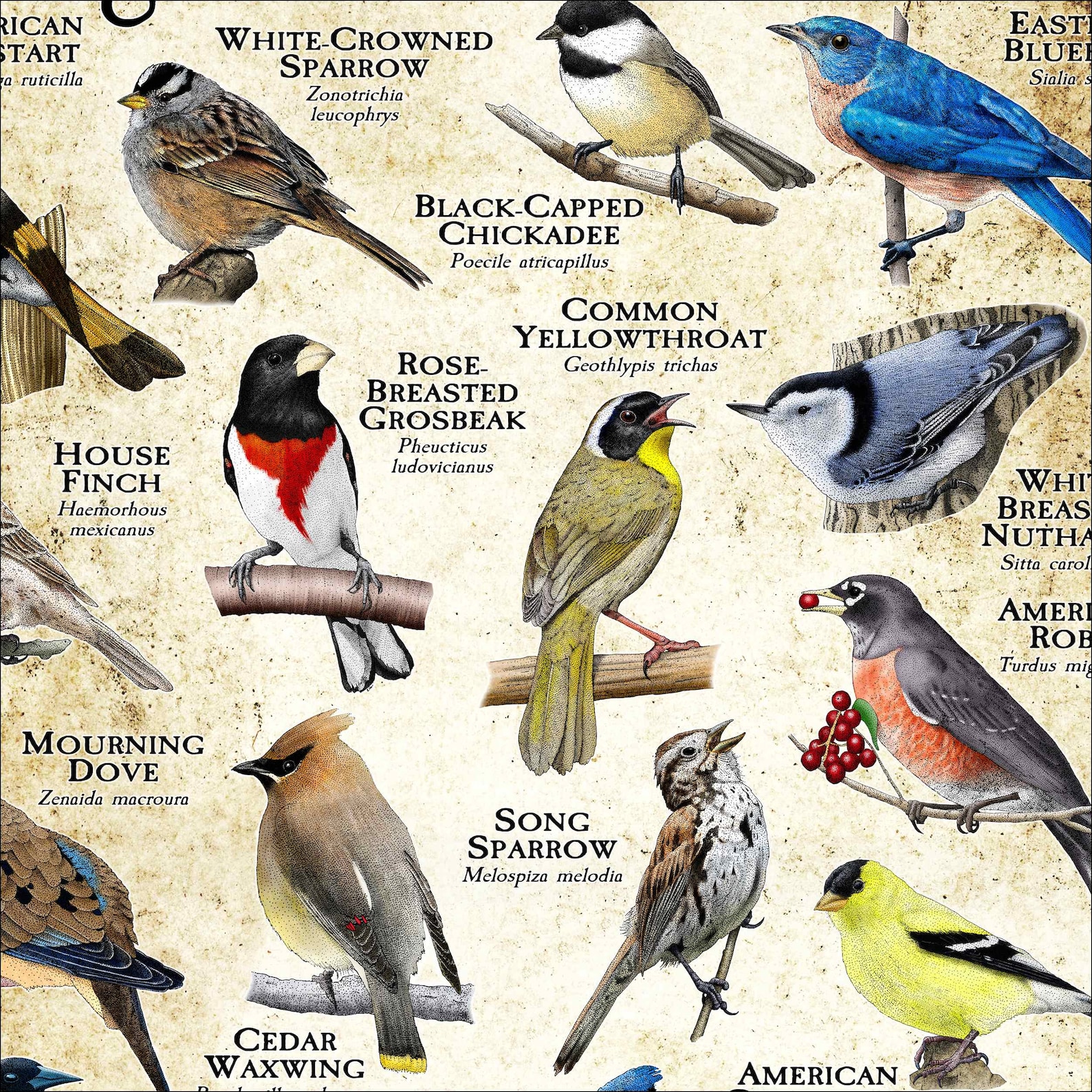 Songbirds of Minnesota Poster Print Field Guide - Etsy