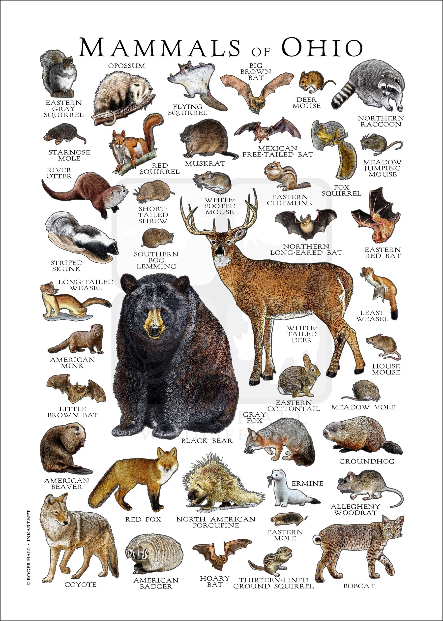 Native Ohio Wild Animals