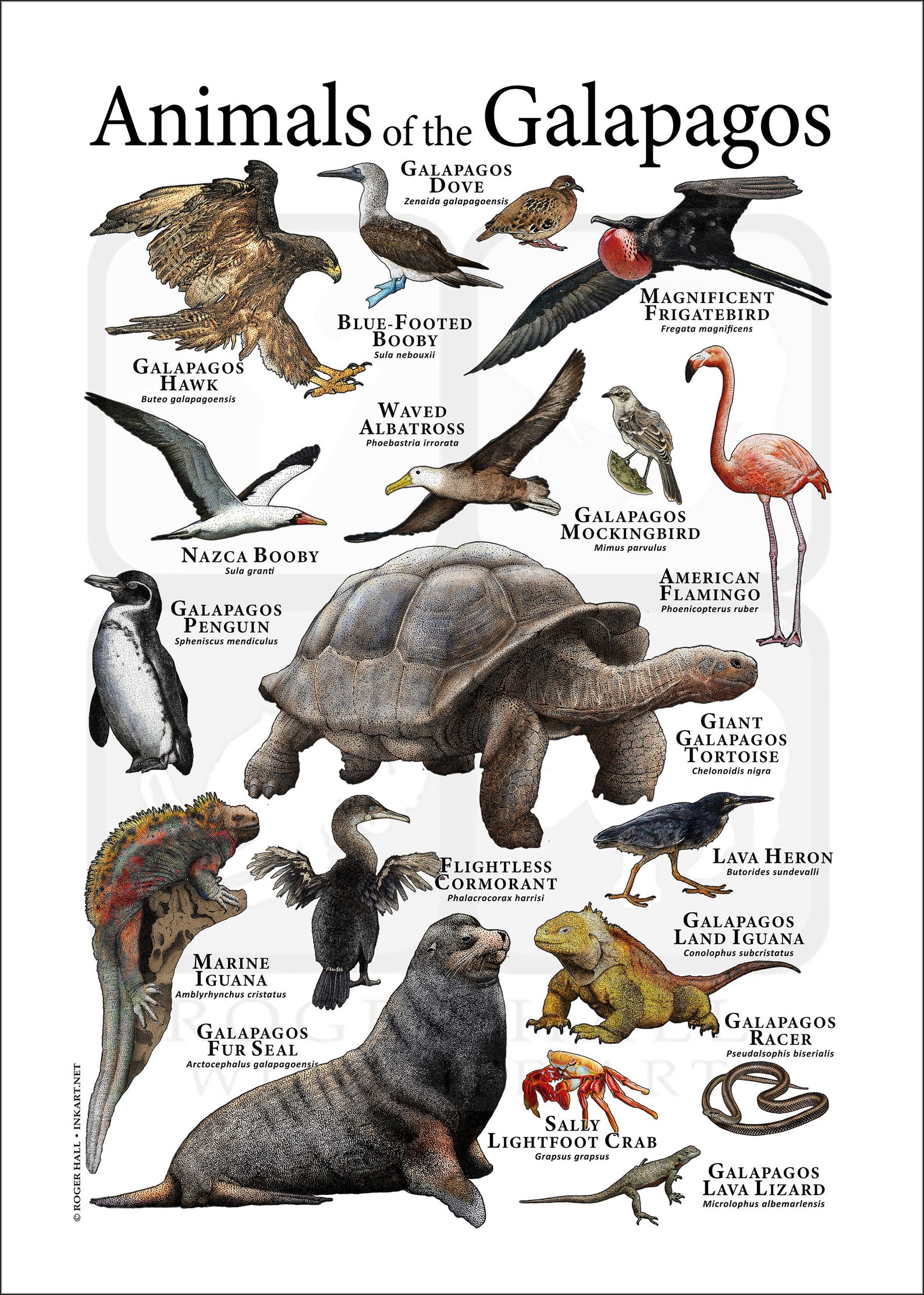 Animals of the Galapagos Islands Poster Print - SIGNED BY ARTIST! - Etsy
