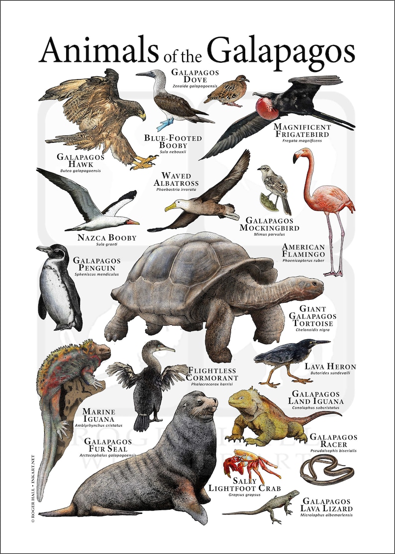 Animals of the Galapagos Islands Poster Print - SIGNED BY ARTIST! - Etsy