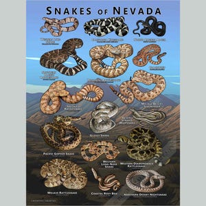 Snakes of Nevada Poster Print/field Guide - SIGNED BY ARTIST! - Etsy