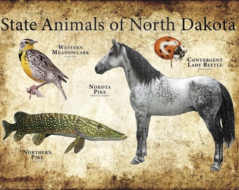 Western Meadowlark Poster - Etsy